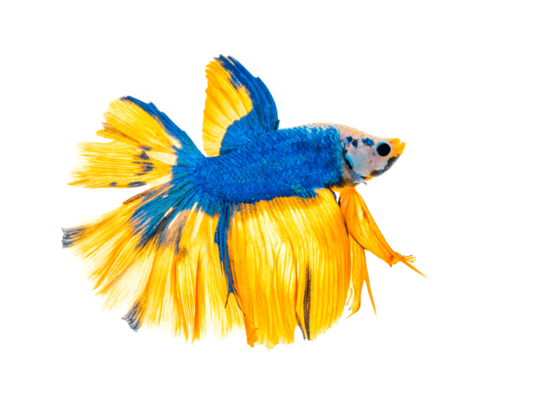 Female Betta Fish - Pets Alpha