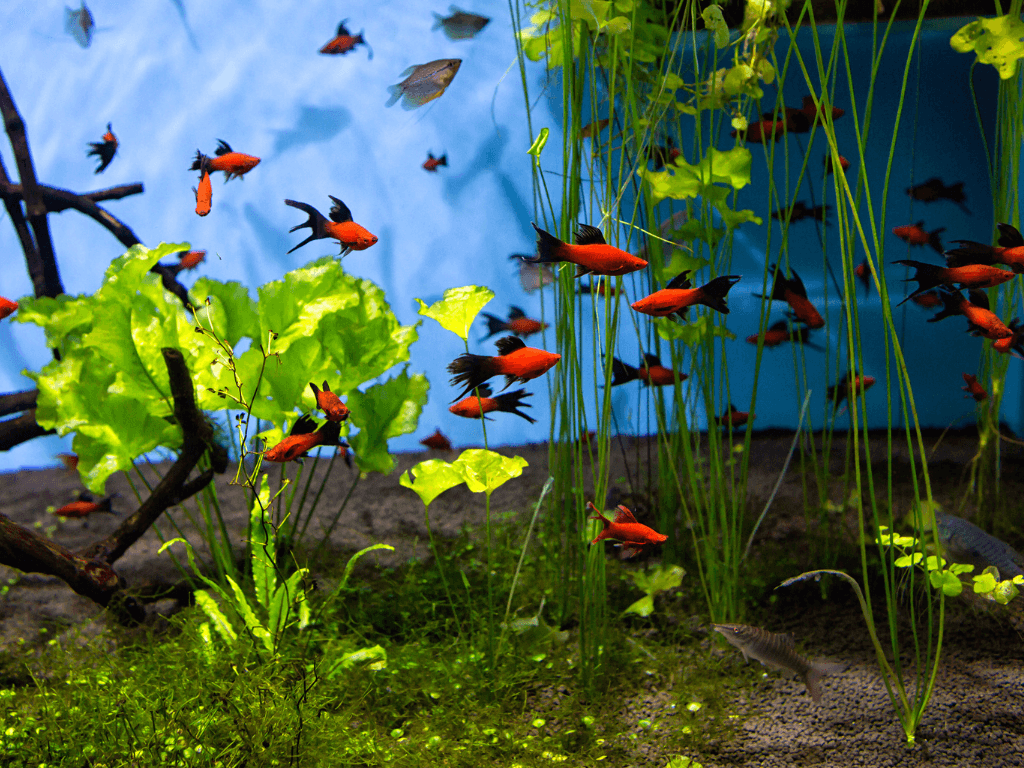 Find the Best Fish Store Near You with Our Easy-to-Use Locator - Pets Alpha
