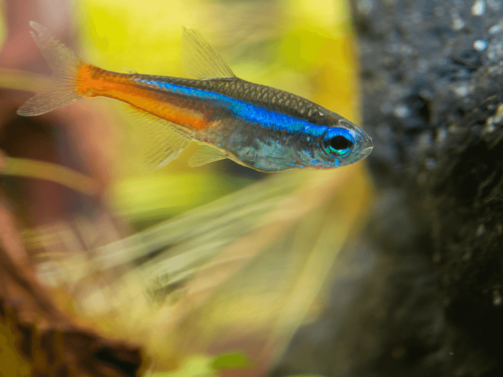 Tetra Fish: Everything You Need to Know for Keeping Healthy and ...