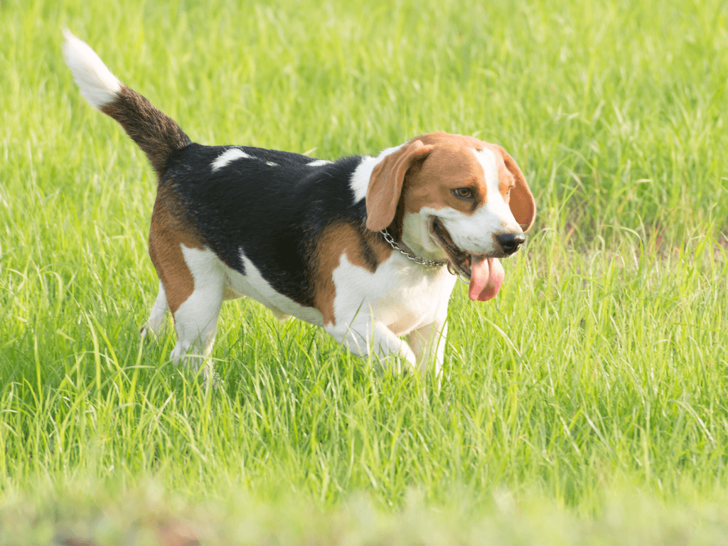 Top 15 Hunting Dog Breeds for Waterfowl, Upland Birds, Small Game, and ...