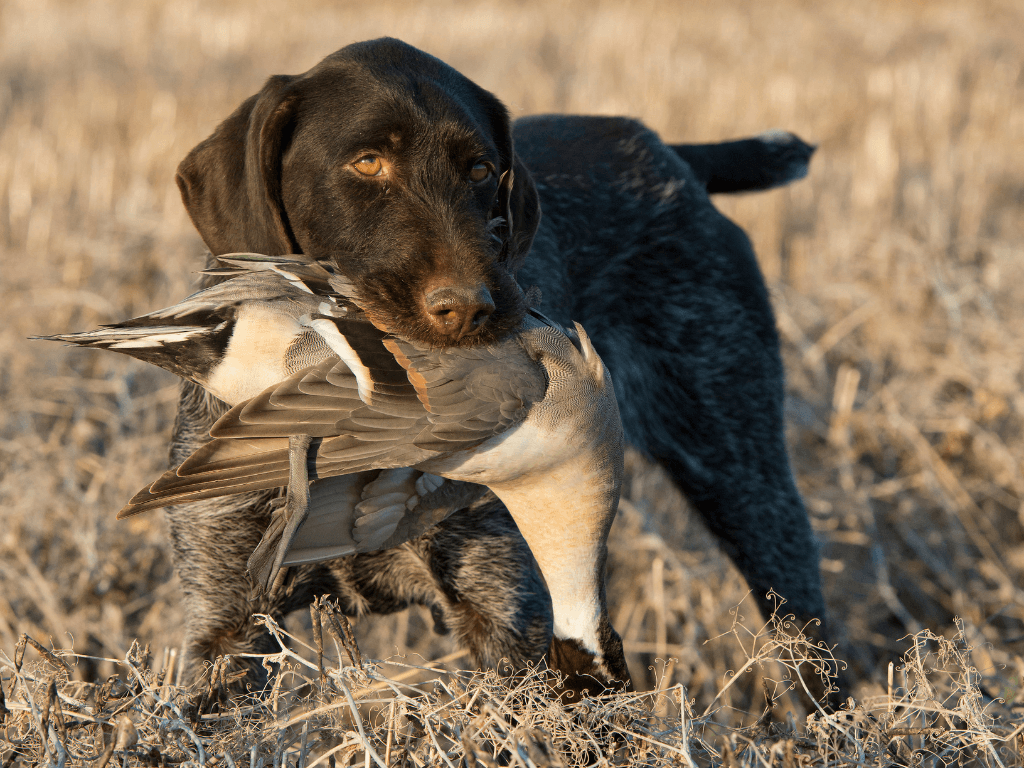 Top 15 Hunting Dog Breeds for Waterfowl, Upland Birds, Small Game, and ...