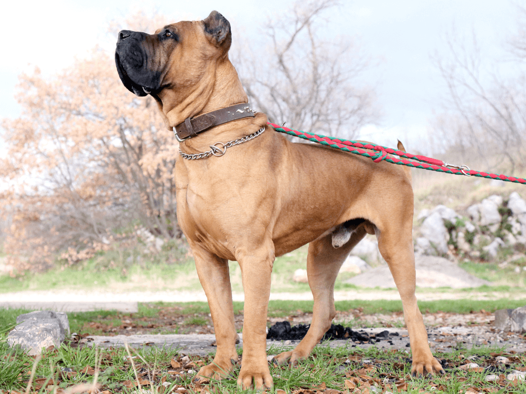 Presa Canario: Characteristics and Care of This Dog Breed - Pets Alpha