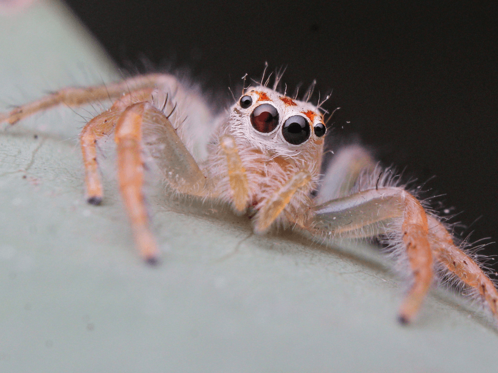 Unraveling the Intricate Web of Spiders: Exploring Types, Habitats ...