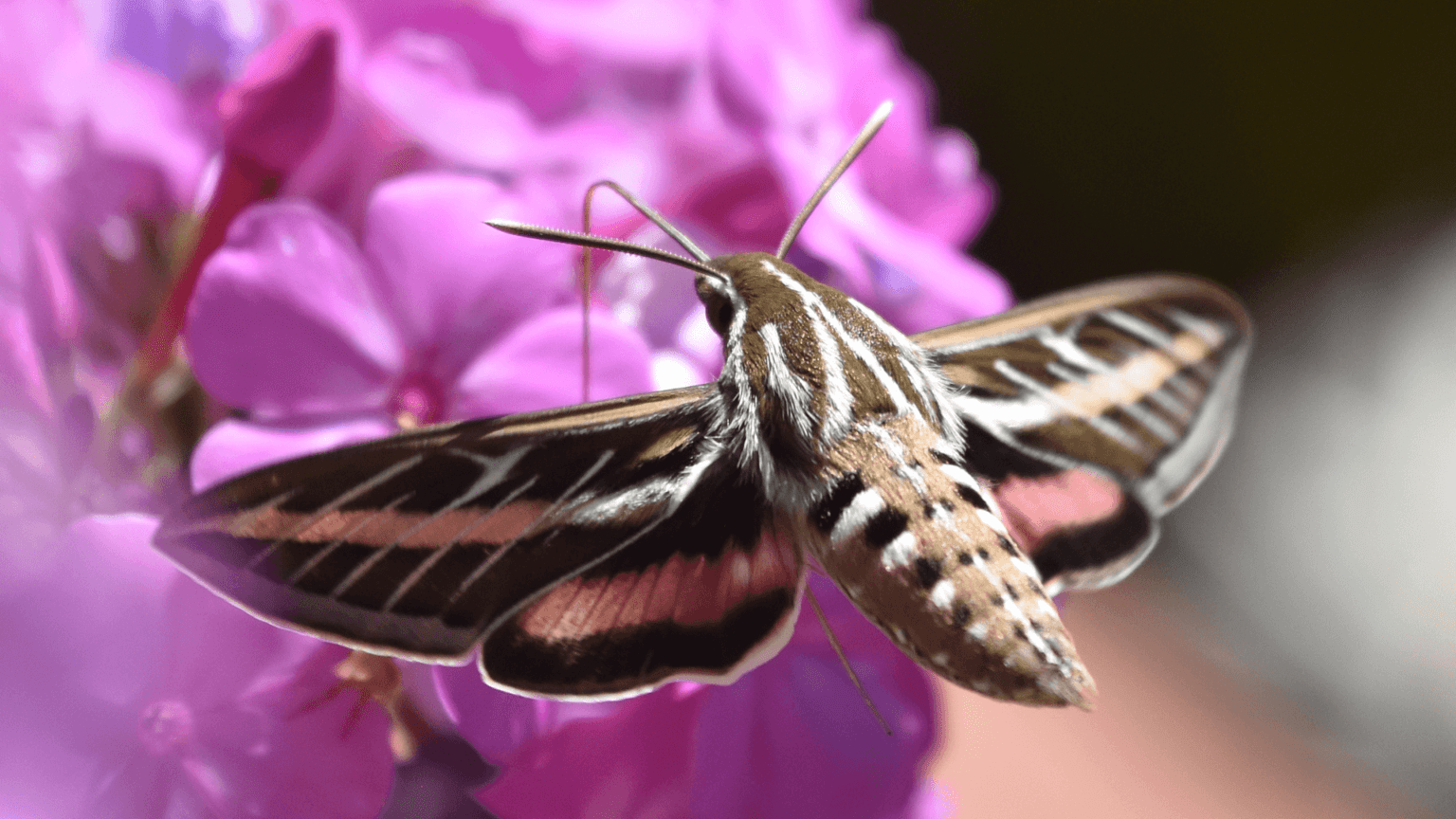 All About Moths: Discover Fascinating Facts and Behavior of These ...