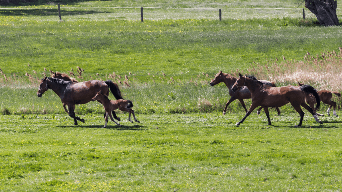 The Ultimate Guide to Broodmare Care: Everything You Need to Know ...