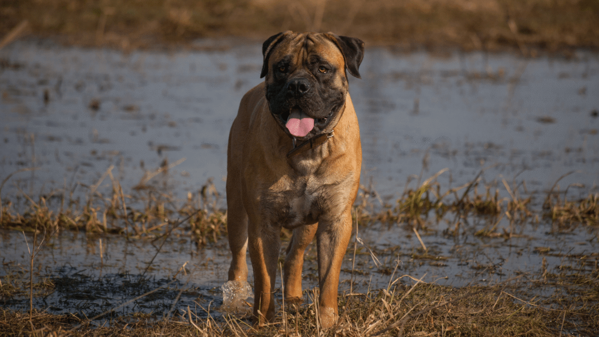 Discover the Mighty Boerboel: A Guide to the Majestic South African ...